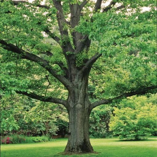 Donating Tribute Trees | The Pine Park Association